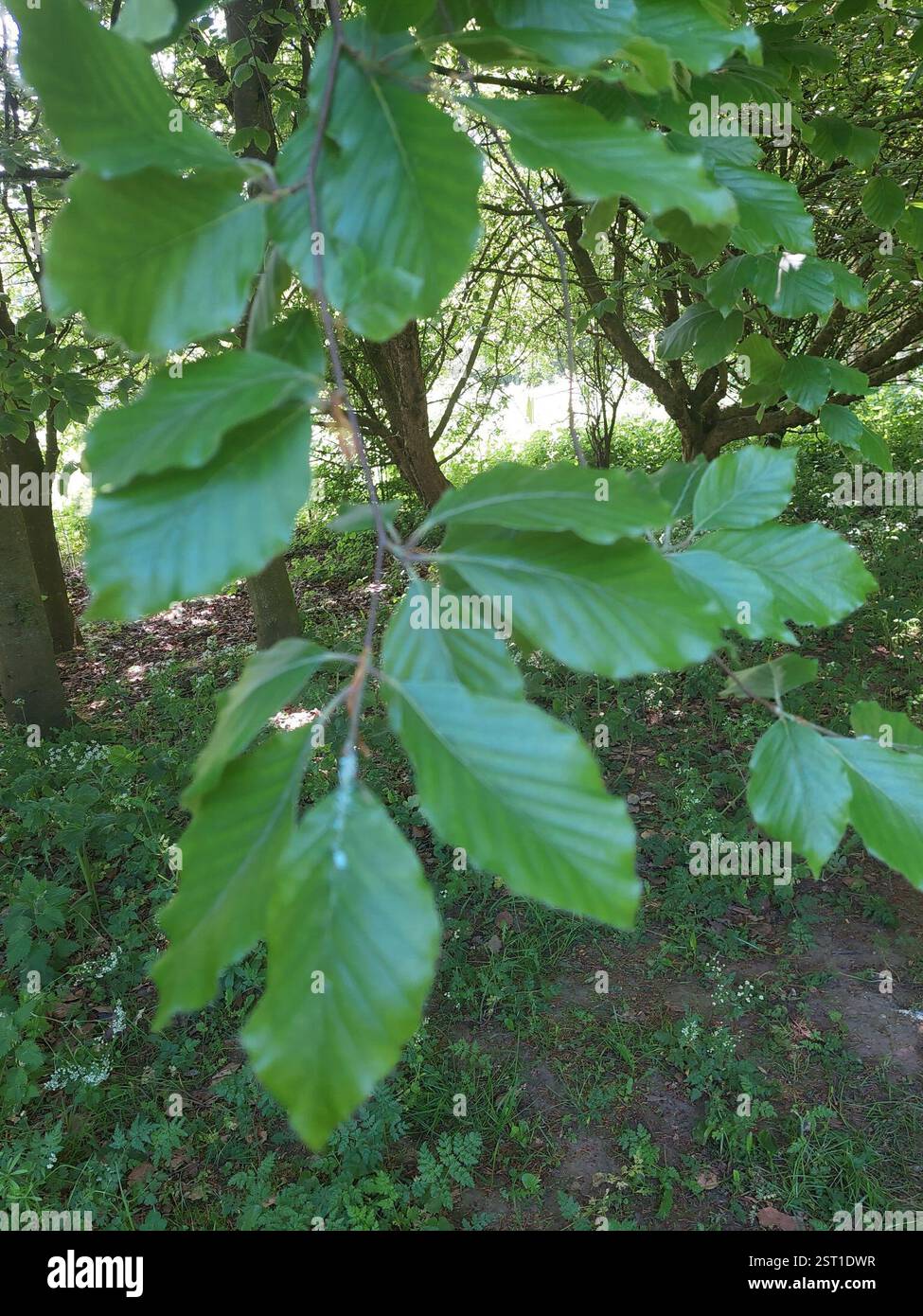 European beech (Fagus sylvatica), Plantae, Forestry Centre, Swadlincote DE12 8JX, UK Stock Photo ...