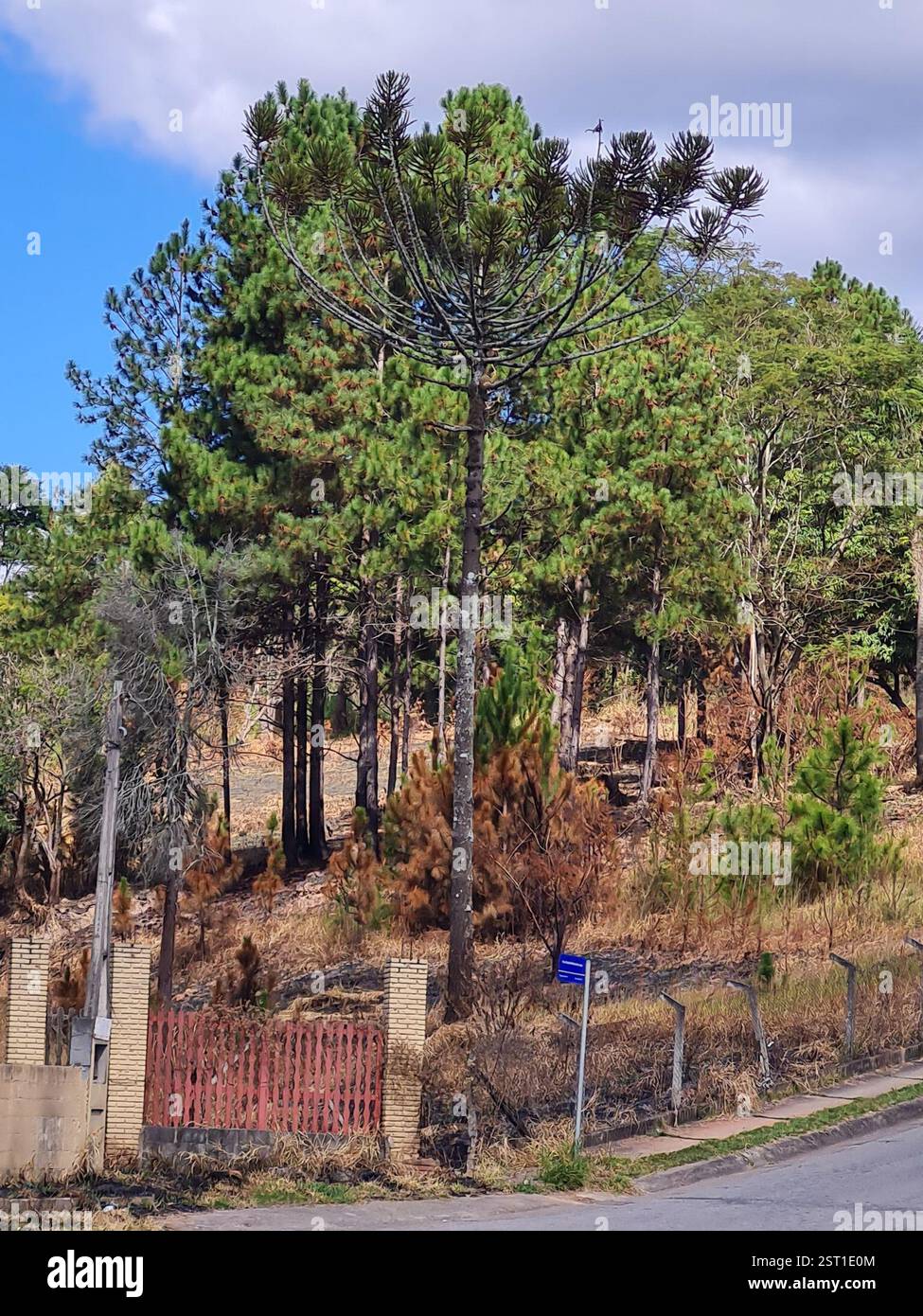 Paraná Araucaria (Araucaria angustifolia), Plantae, SPA-060/270 Rod. Pref. Quintino de Lima ...