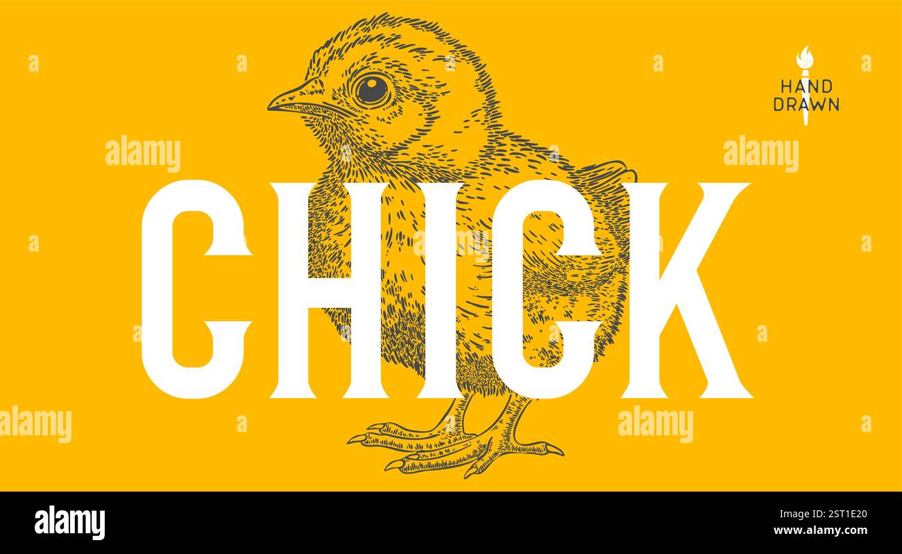 Chick. Chicken chick, sketch drawing Stock Vector Image & Art - Alamy