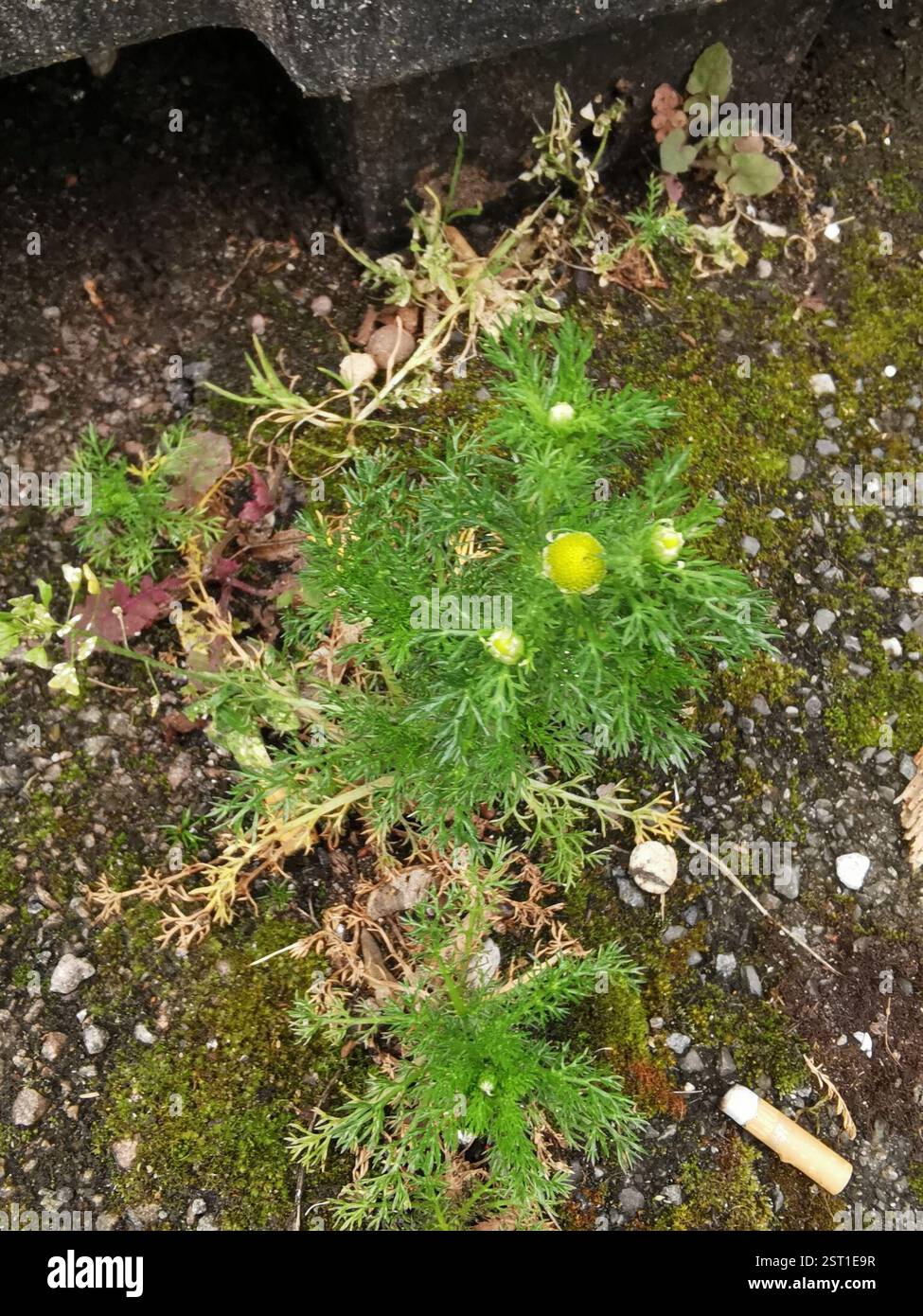 pineapple-weed (Matricaria discoidea), Plantae, Friendship Inn (Stop E ...
