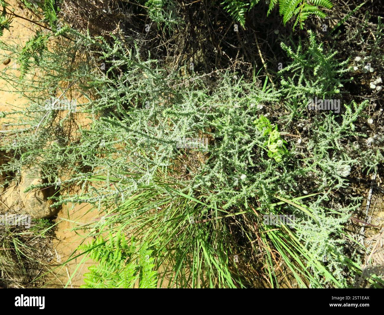 Common Snakebush Complex (Seriphium plumosum), Plantae, uThukela ...