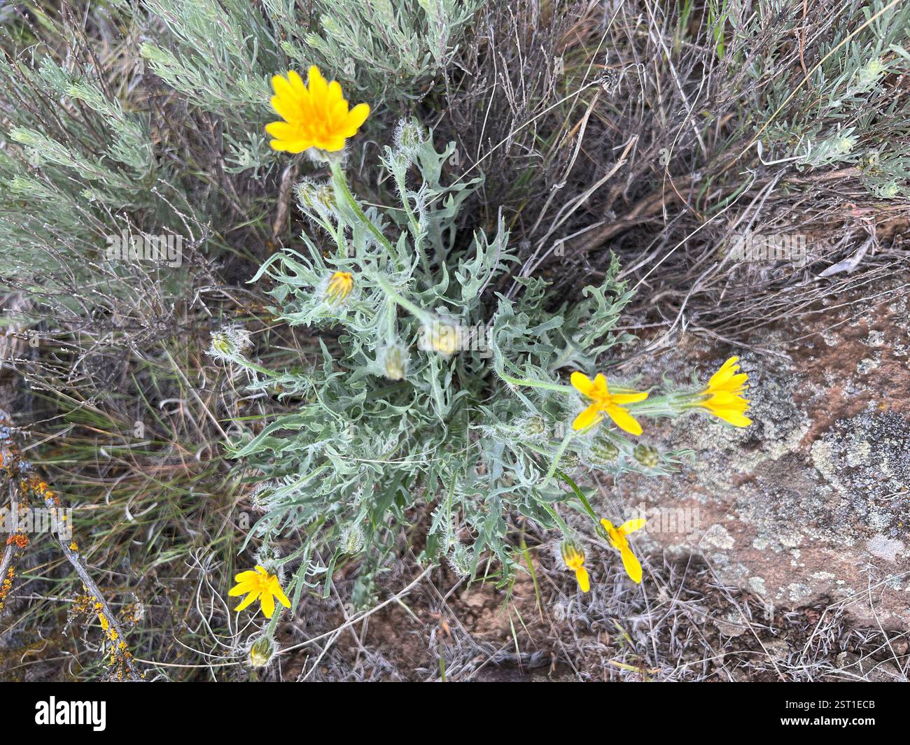 Modoc Hawksbeard (Crepis modocensis), Plantae, Douglas County, WA, USA ...