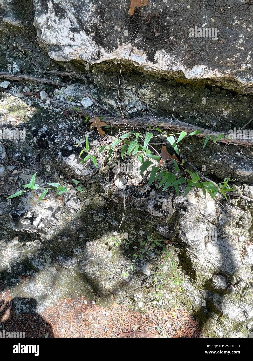 desert noseburn (Tragia ramosa), Plantae, Austin, TX, US Stock Photo ...