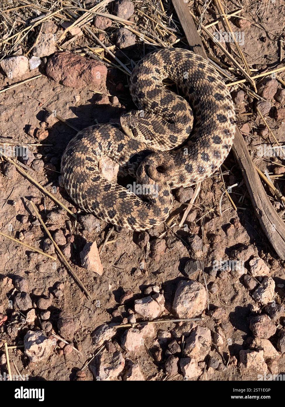 Mexican hognose snake hi-res stock photography and images - Alamy