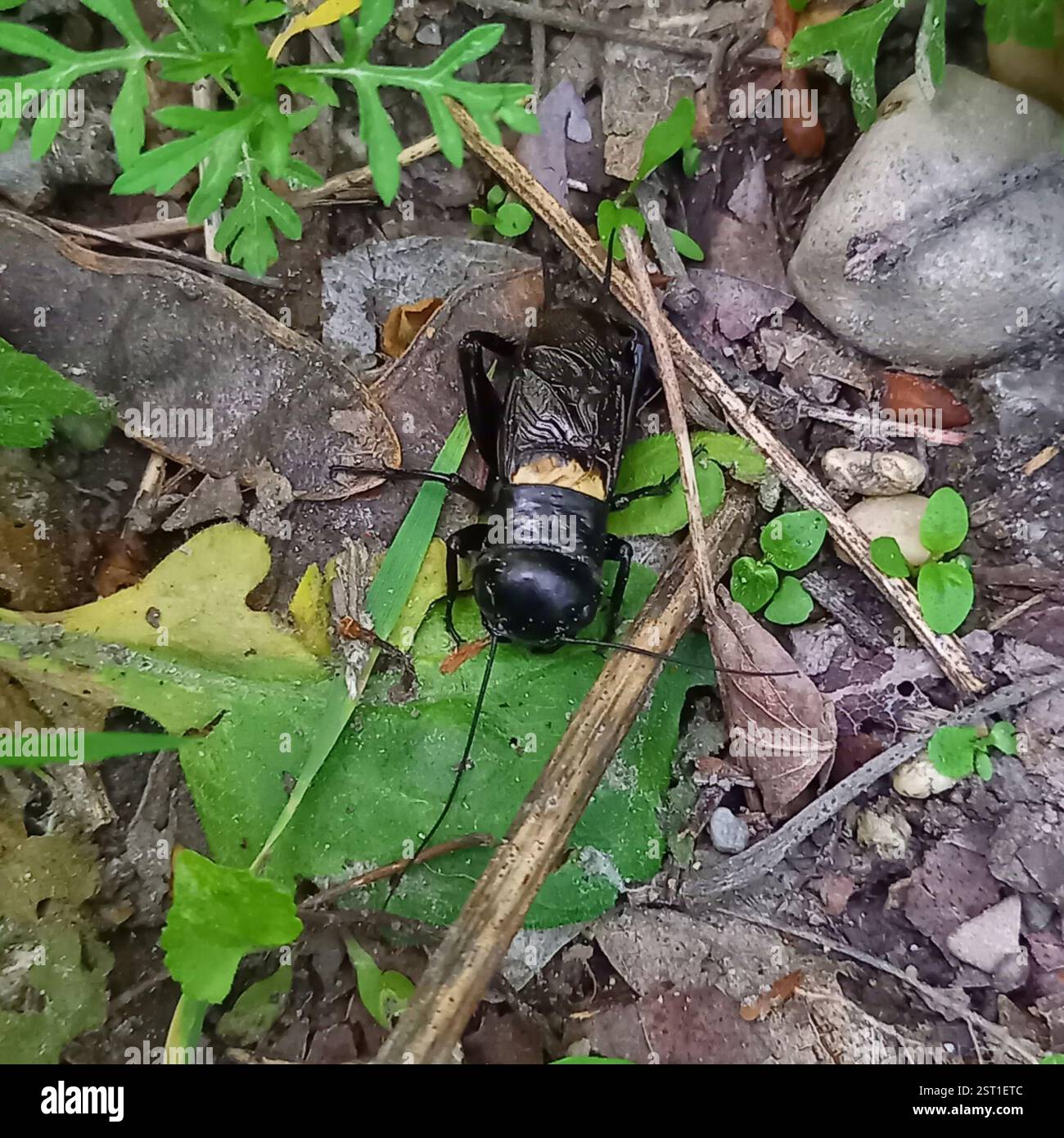 European Field Cricket (Gryllus campestris), Insecta, 4524+MP, 821 06 ...