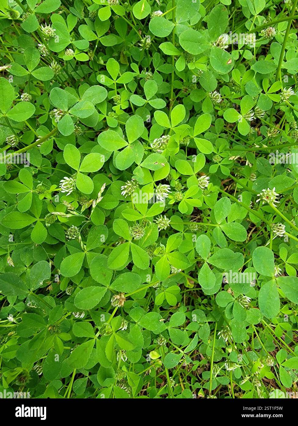 Clustered clover (Trifolium glomeratum), Plantae, Russian Gulch State ...