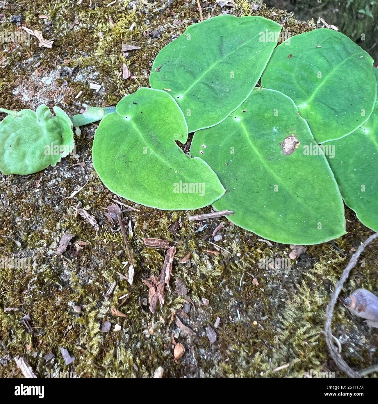 shingles plant (Monstera dubia), Plantae, Panama Stock Photo - Alamy