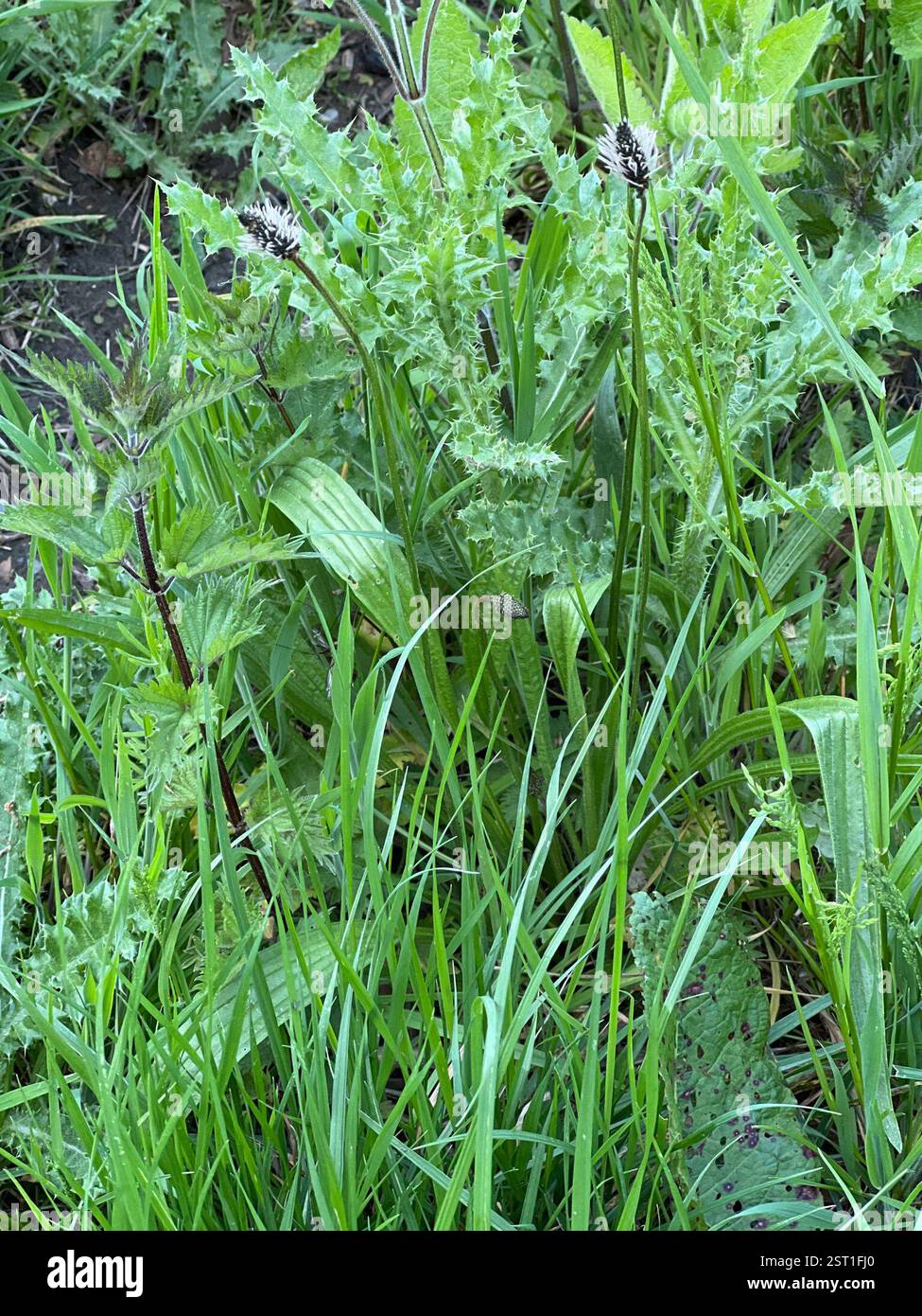 ribwort plantain (Plantago lanceolata), Plantae, Bullwood Hall Lane ...