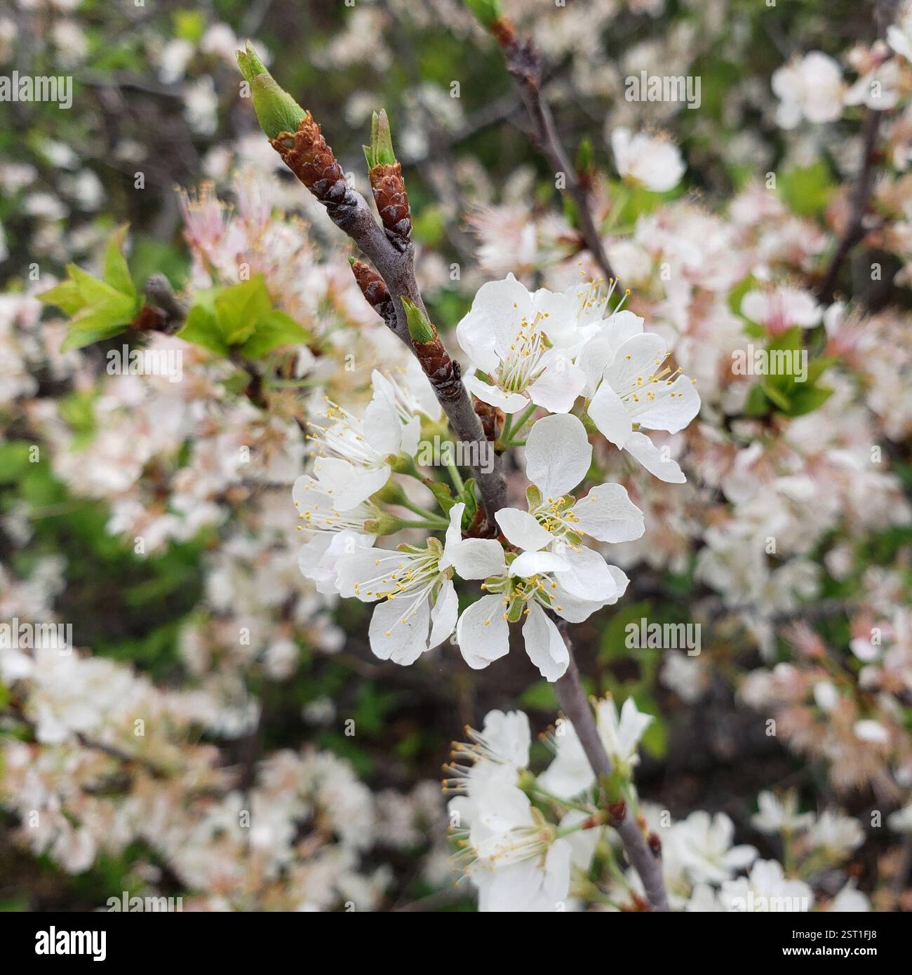 Beach Plum (Prunus maritima), Plantae, Robert Moses State Park, Field 5 ...
