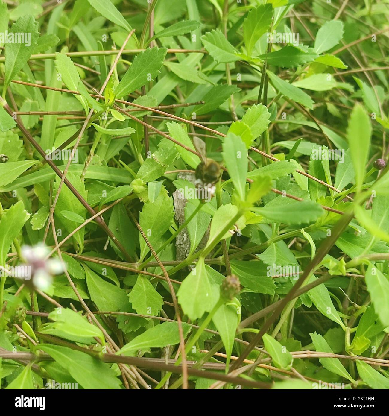 turkey tangle frogfruit (Phyla nodiflora), Plantae, British Indian ...