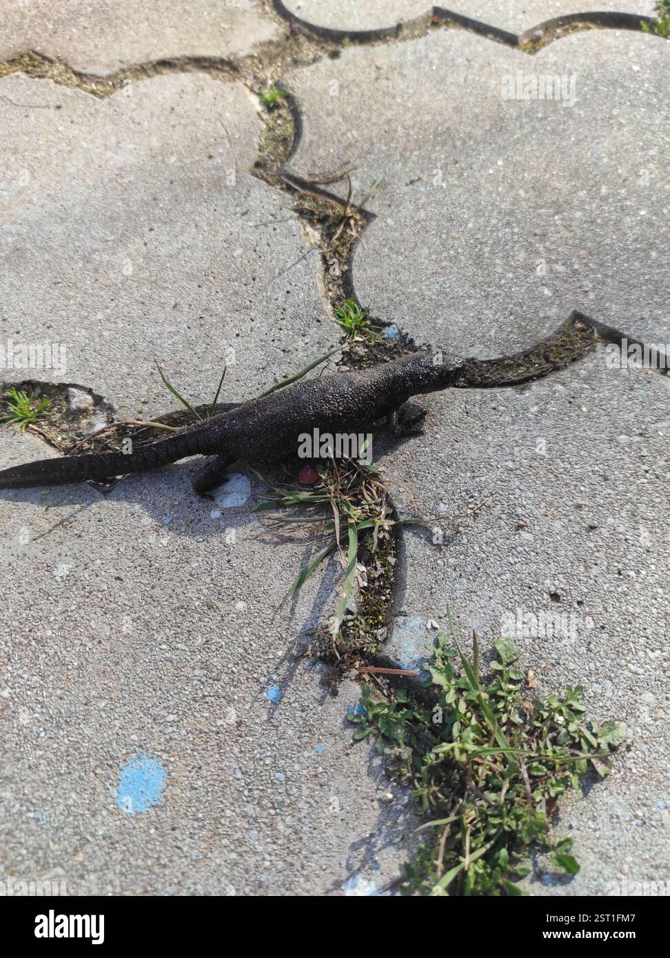 Macedonian Crested Newt (Triturus macedonicus), Amphibia, Изумно ...