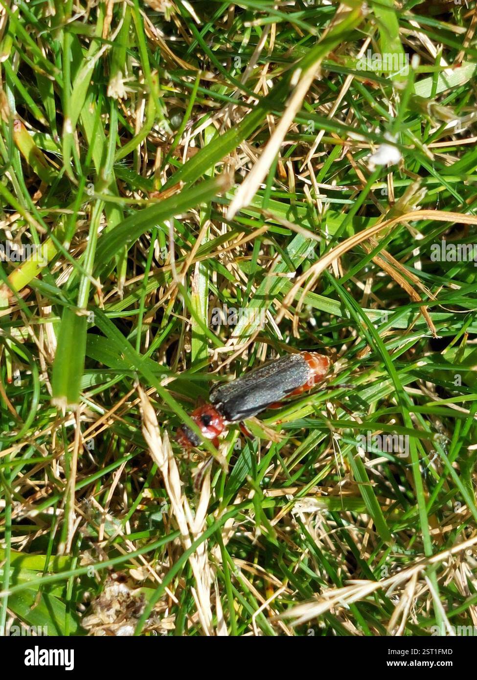 Rustic Sailor Beetle (Cantharis rustica), Insecta, Brockhampton Court ...