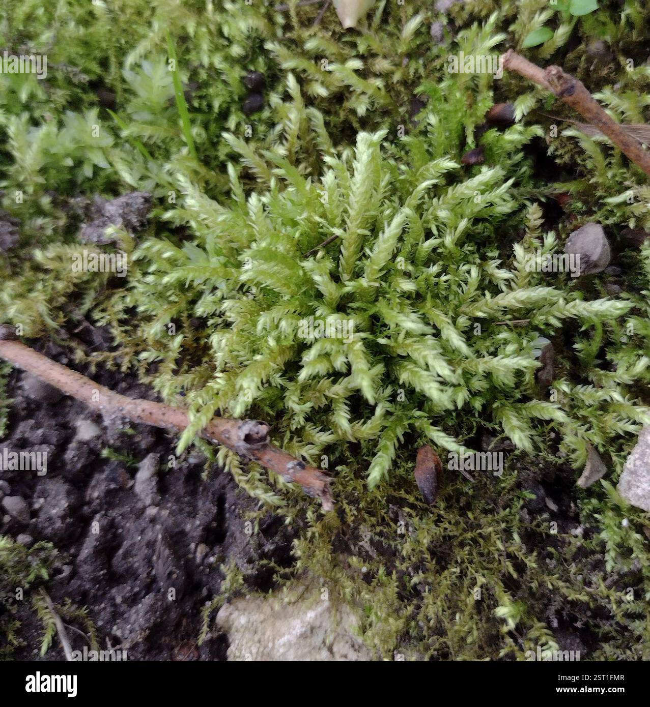 (Brachythecium), Plantae, Sułoszowa, Polska Stock Photo - Alamy