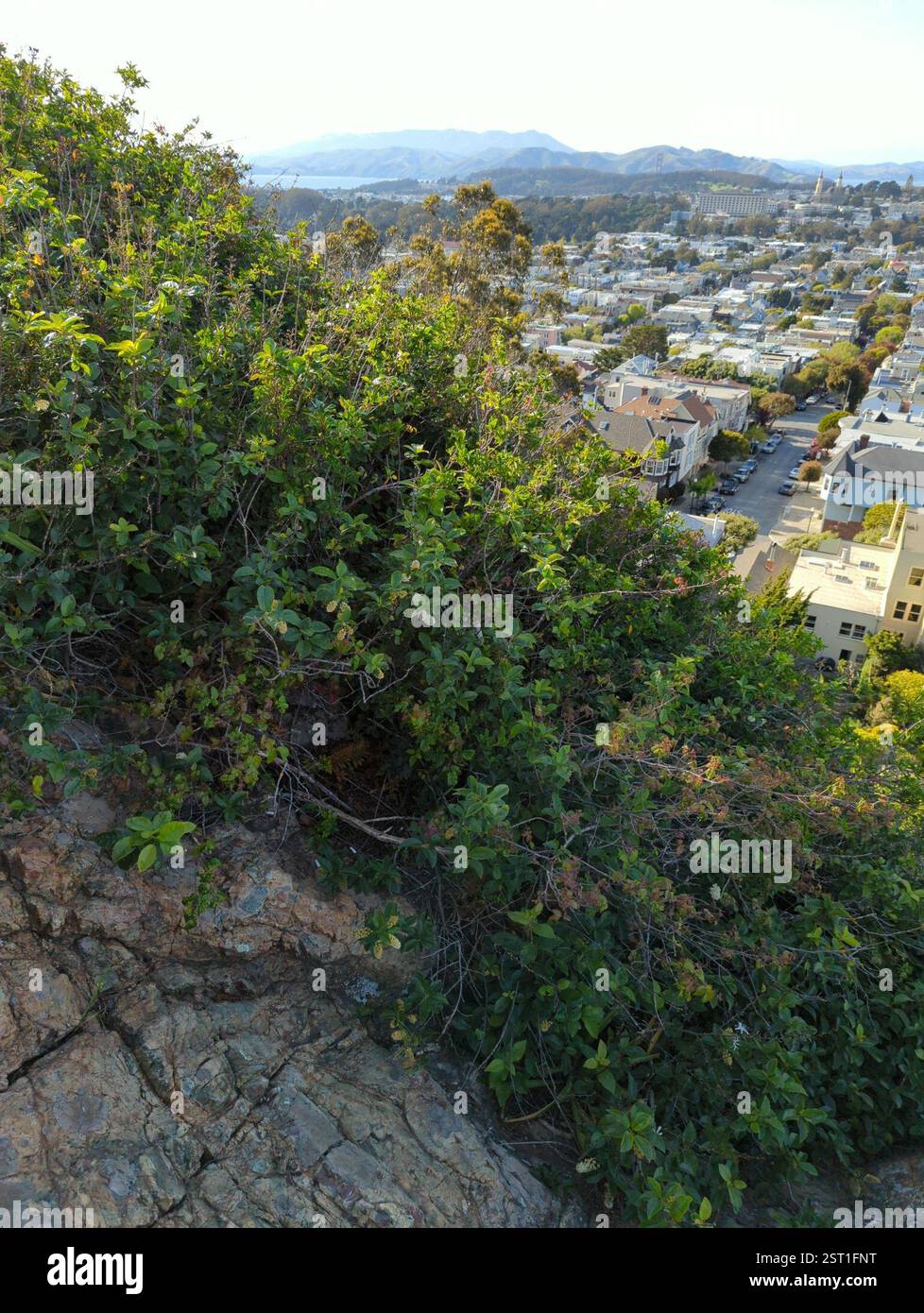 Western Chokecherry (Prunus virginiana demissa), Plantae, Ashbury ...