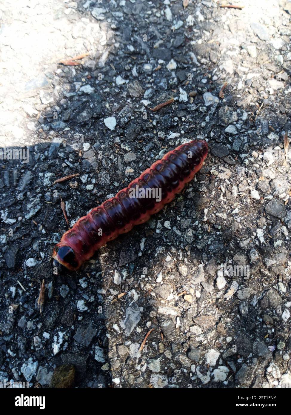 Forens hi-res stock photography and images - Alamy