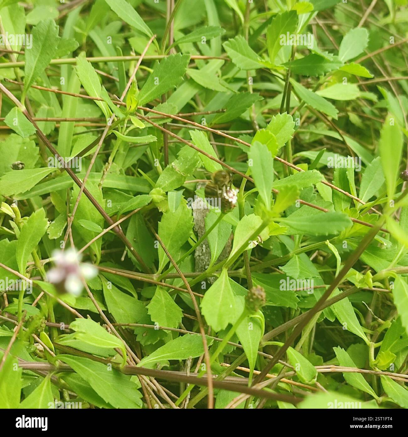 turkey tangle frogfruit (Phyla nodiflora), Plantae, British Indian ...
