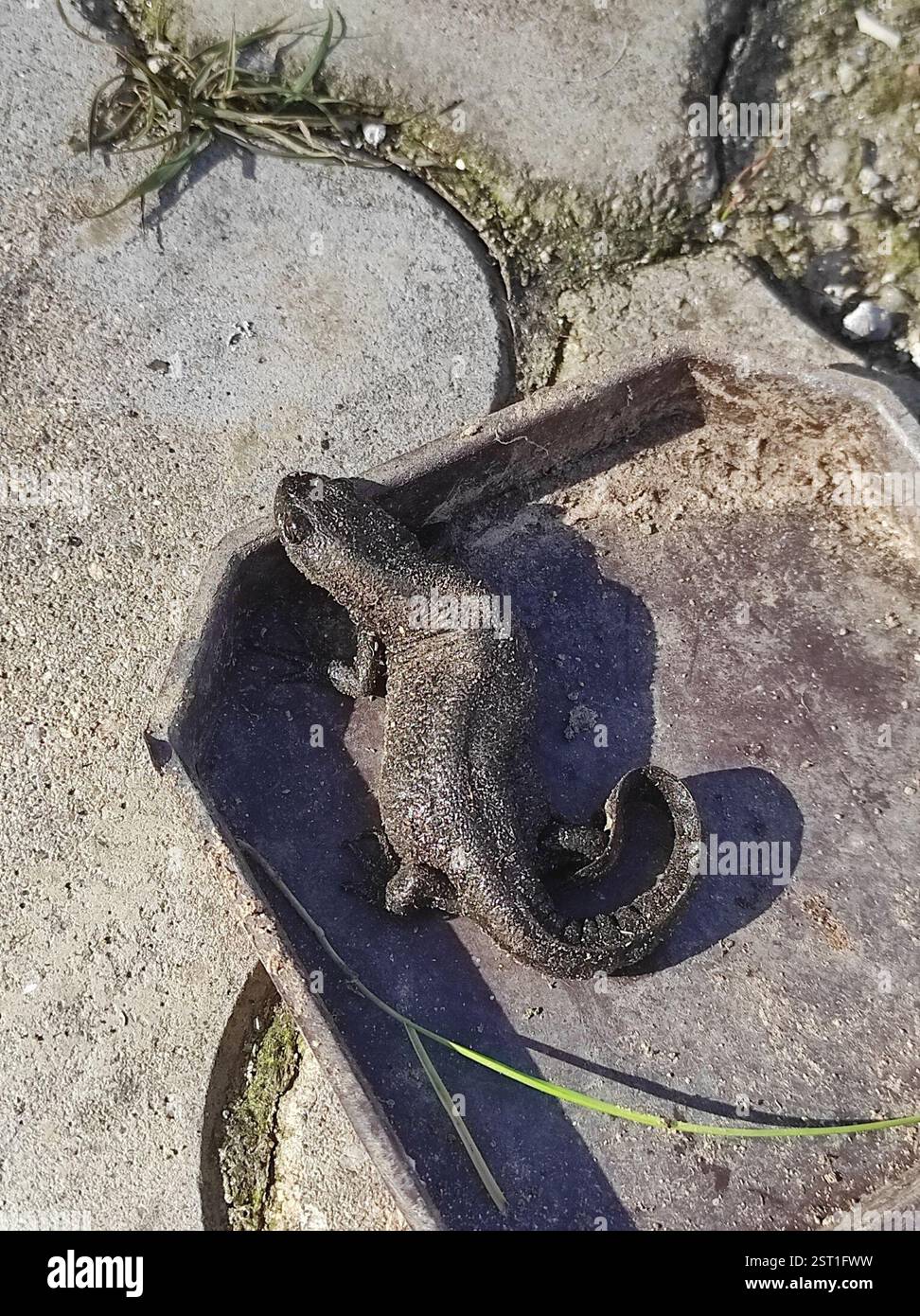Macedonian Crested Newt (Triturus macedonicus), Amphibia, Изумно ...