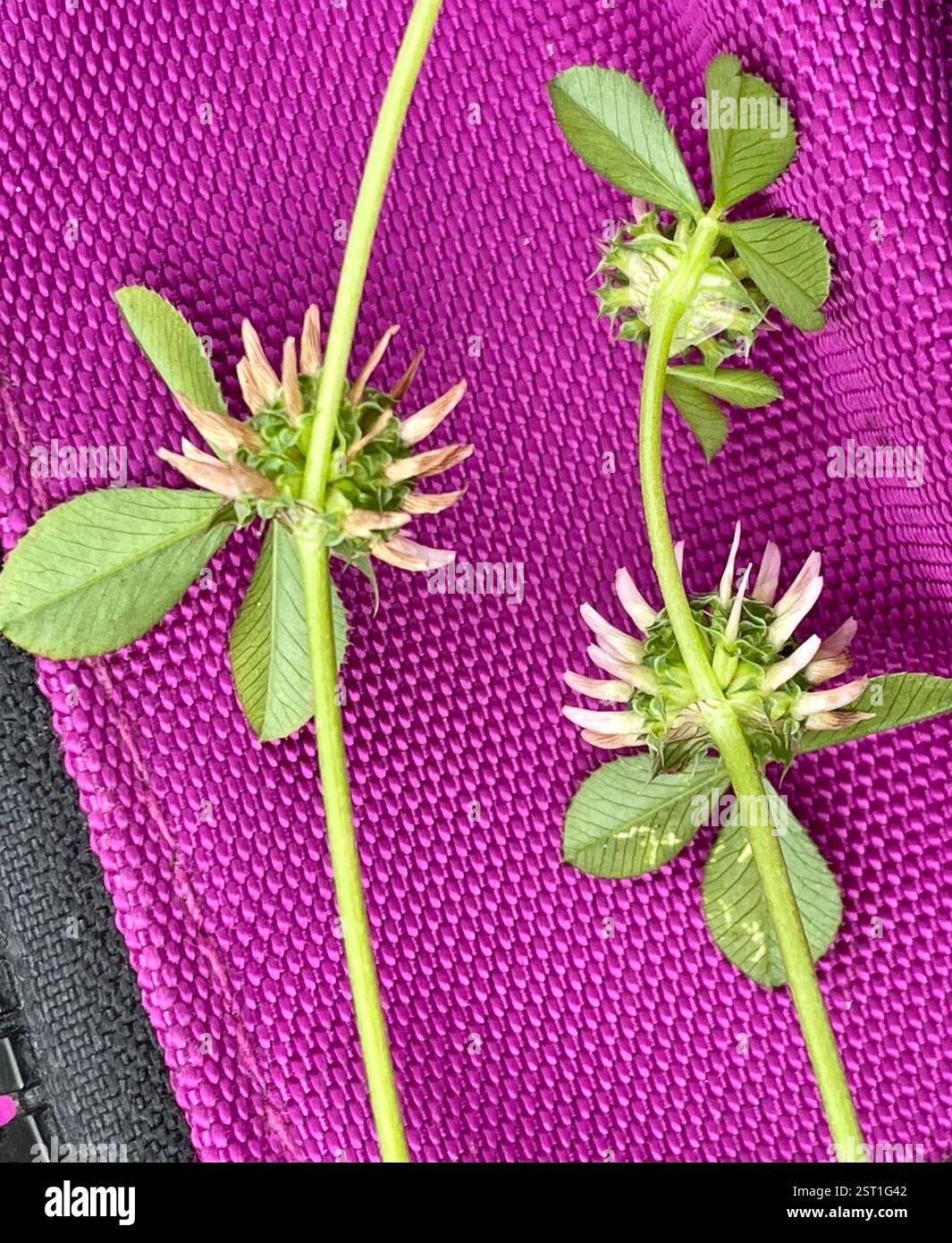 Recurved tips hi-res stock photography and images - Alamy