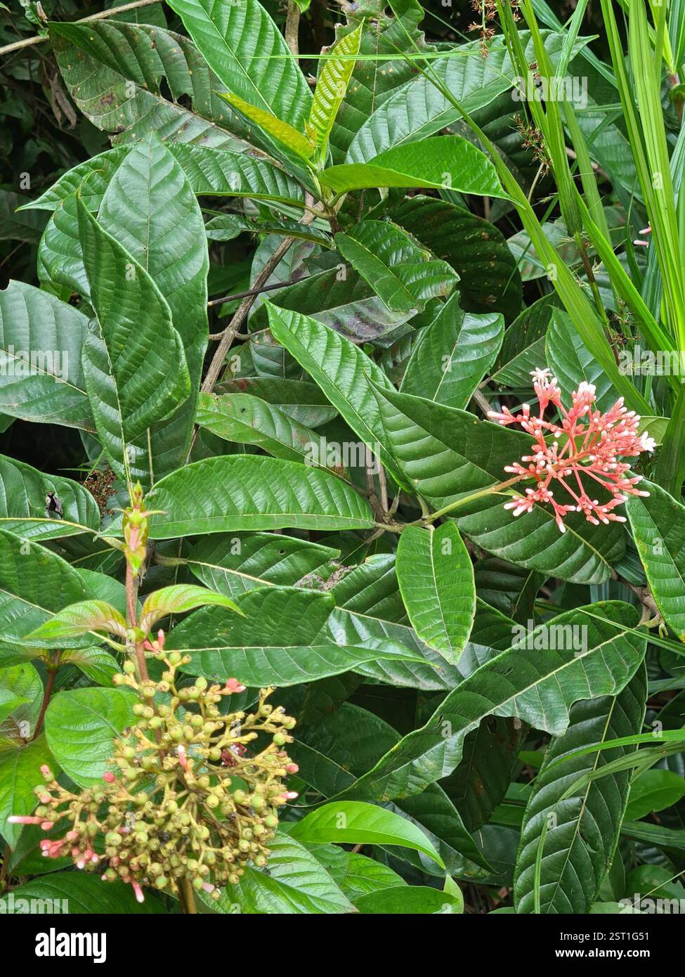 (Isertia parviflora), Plantae, Brokopondo District, Suriname Stock ...