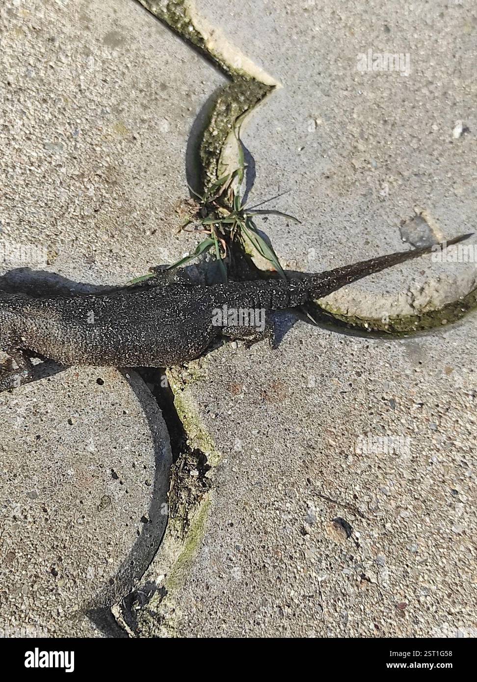 Macedonian Crested Newt (Triturus macedonicus), Amphibia, Изумно ...