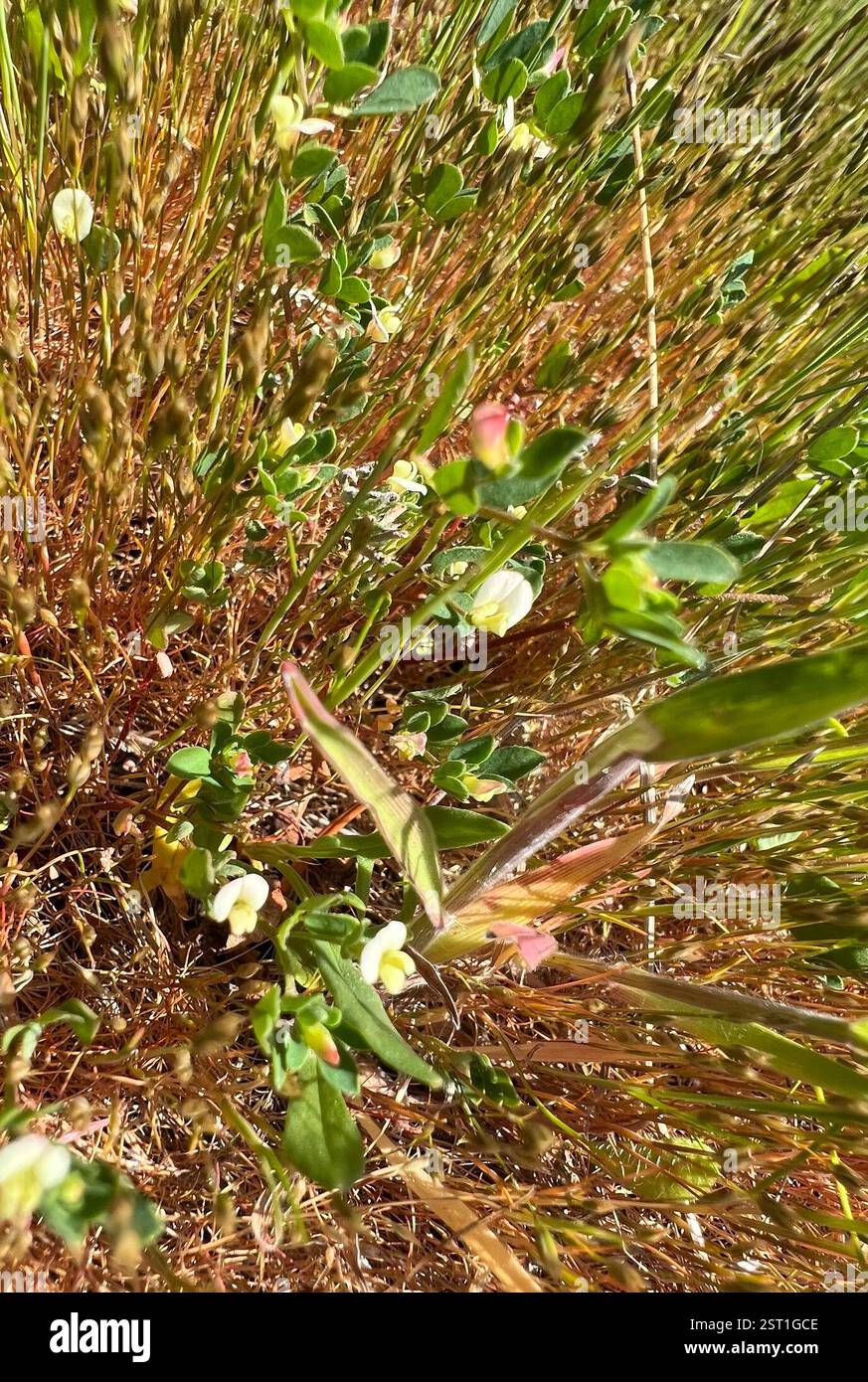 Subterranean Clover (Trifolium subterraneum), Plantae, Shaw Island ...
