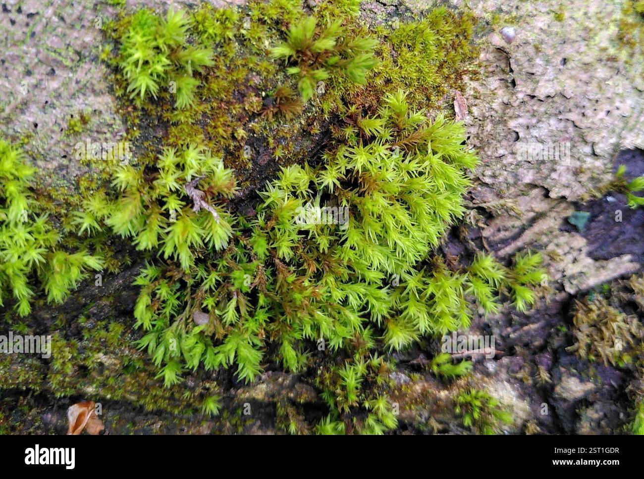 mosses (Bryophyta), Plantae, Commonside, Moss Stock Photo - Alamy