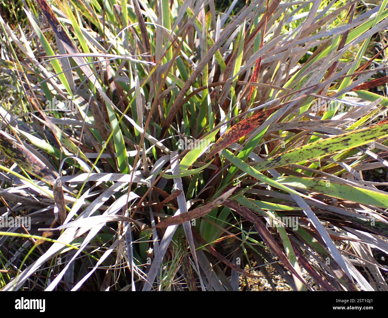 Jamaica swamp sawgrass (Cladium mariscus jamaicense), Plantae ...