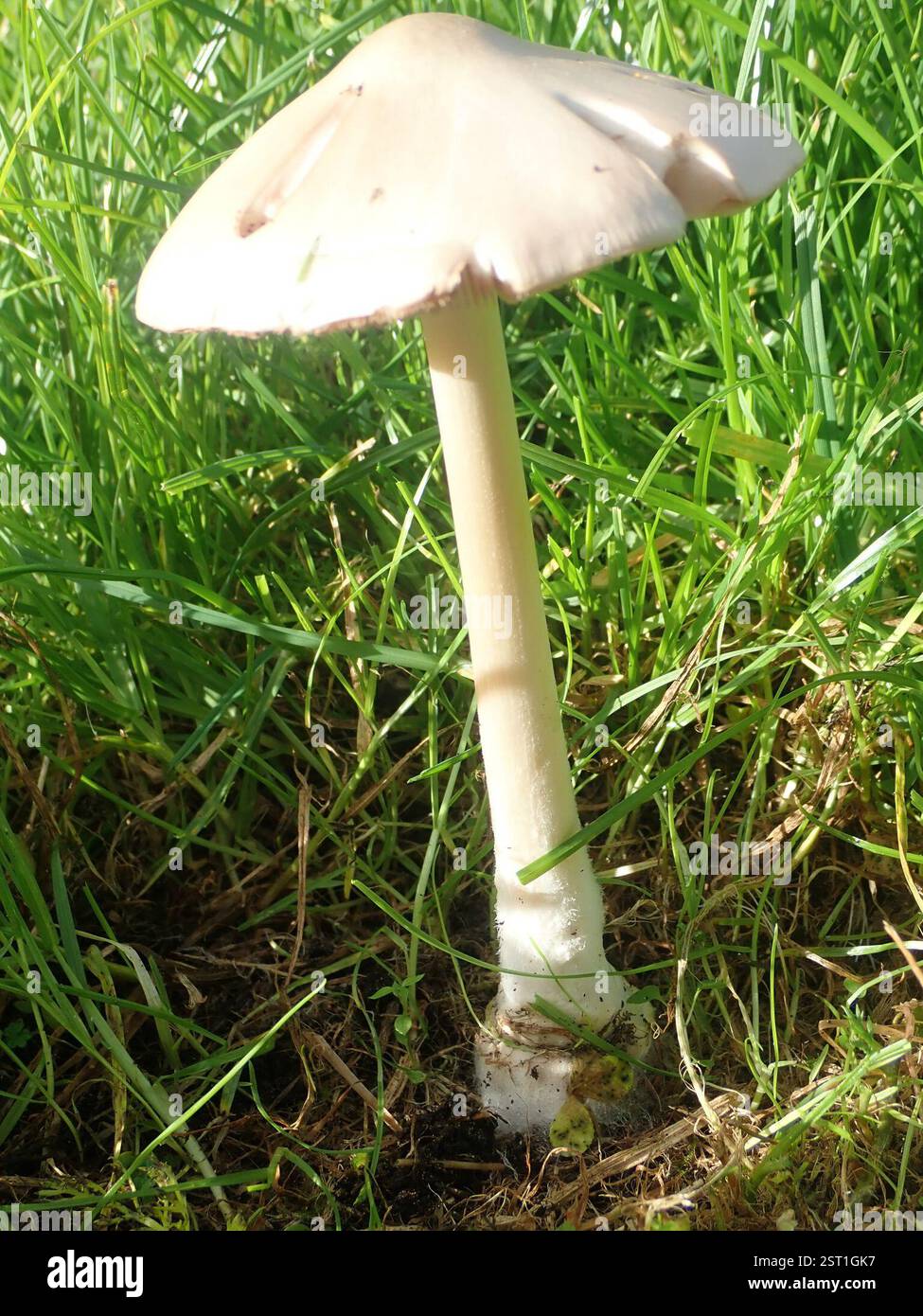 White Dapperling (Leucoagaricus leucothites), Fungi, Chatham Islands ...