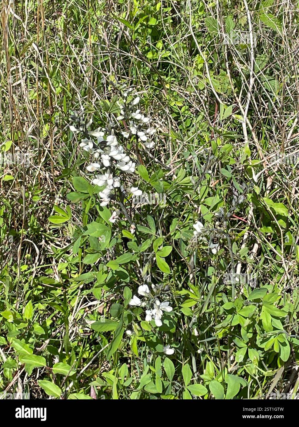 white wild indigo (Baptisia alba), Plantae, North Carolina, US, Some ...