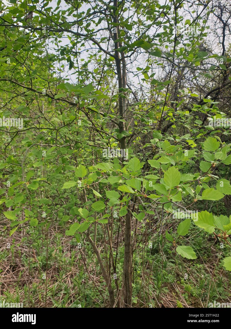Canadian Hawthorn (Crataegus canadensis), Plantae, Laval, QC, Canada ...