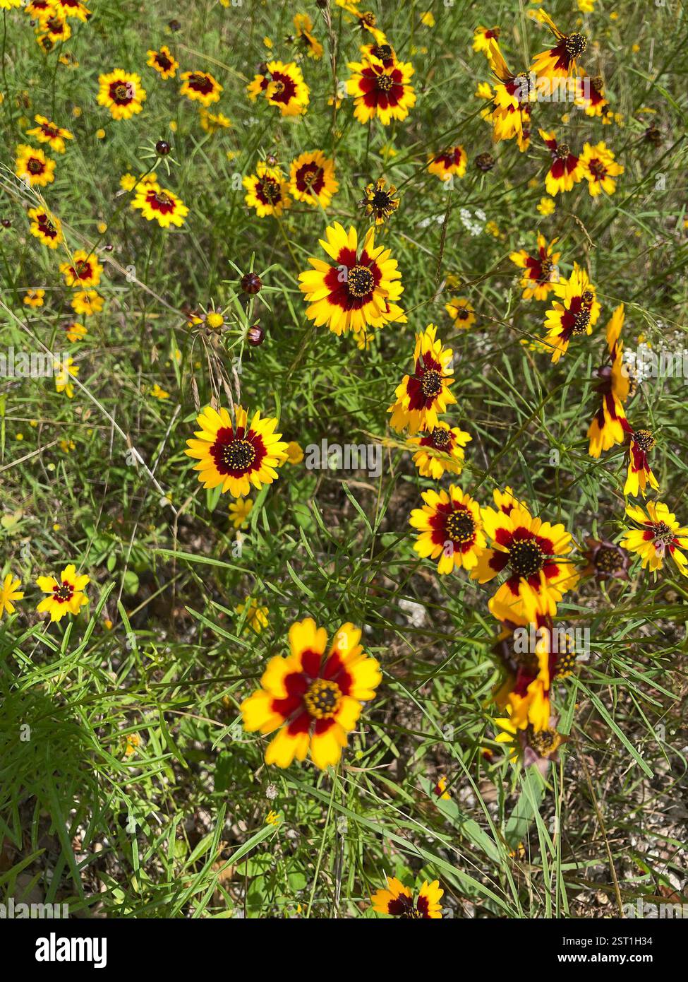Rock Tickseed (Coreopsis wrightii), Plantae, White Flint Park Rd, Moody ...