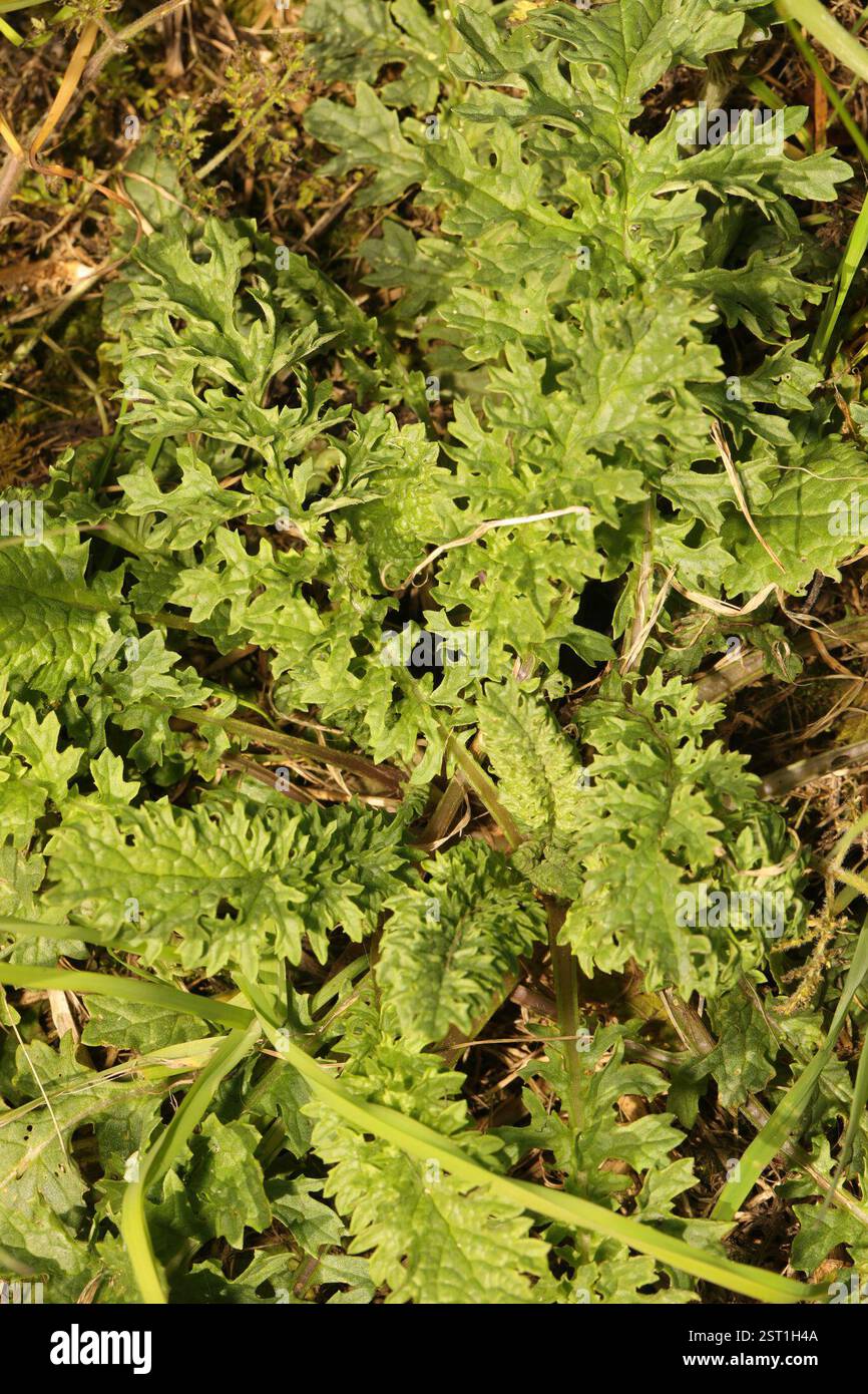 ragwort (Jacobaea vulgaris), Plantae, Penrhos Beach area, Penrhos ...