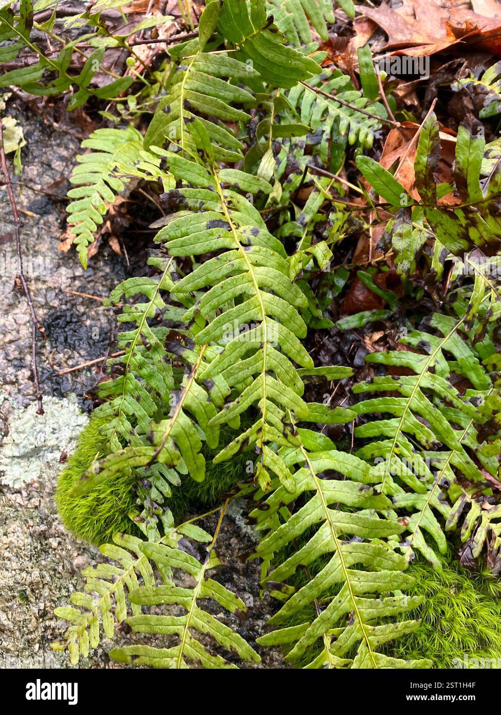 rock polypody (Polypodium virginianum), Plantae, Harold A. King Town ...
