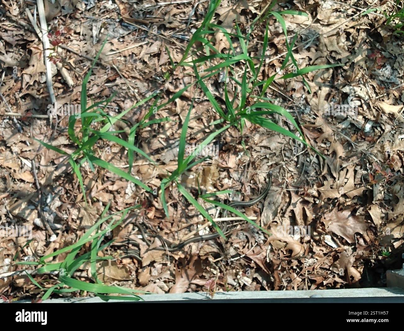 Common Garter Snake (Thamnophis sirtalis), Reptilia, Thayer Beach Stock ...
