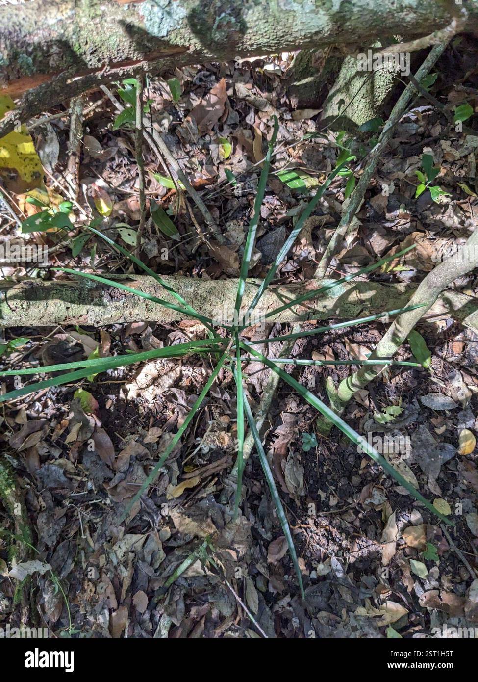 narrow-leaved gardenia (Atractocarpus chartaceus), Plantae, Kureelpa ...