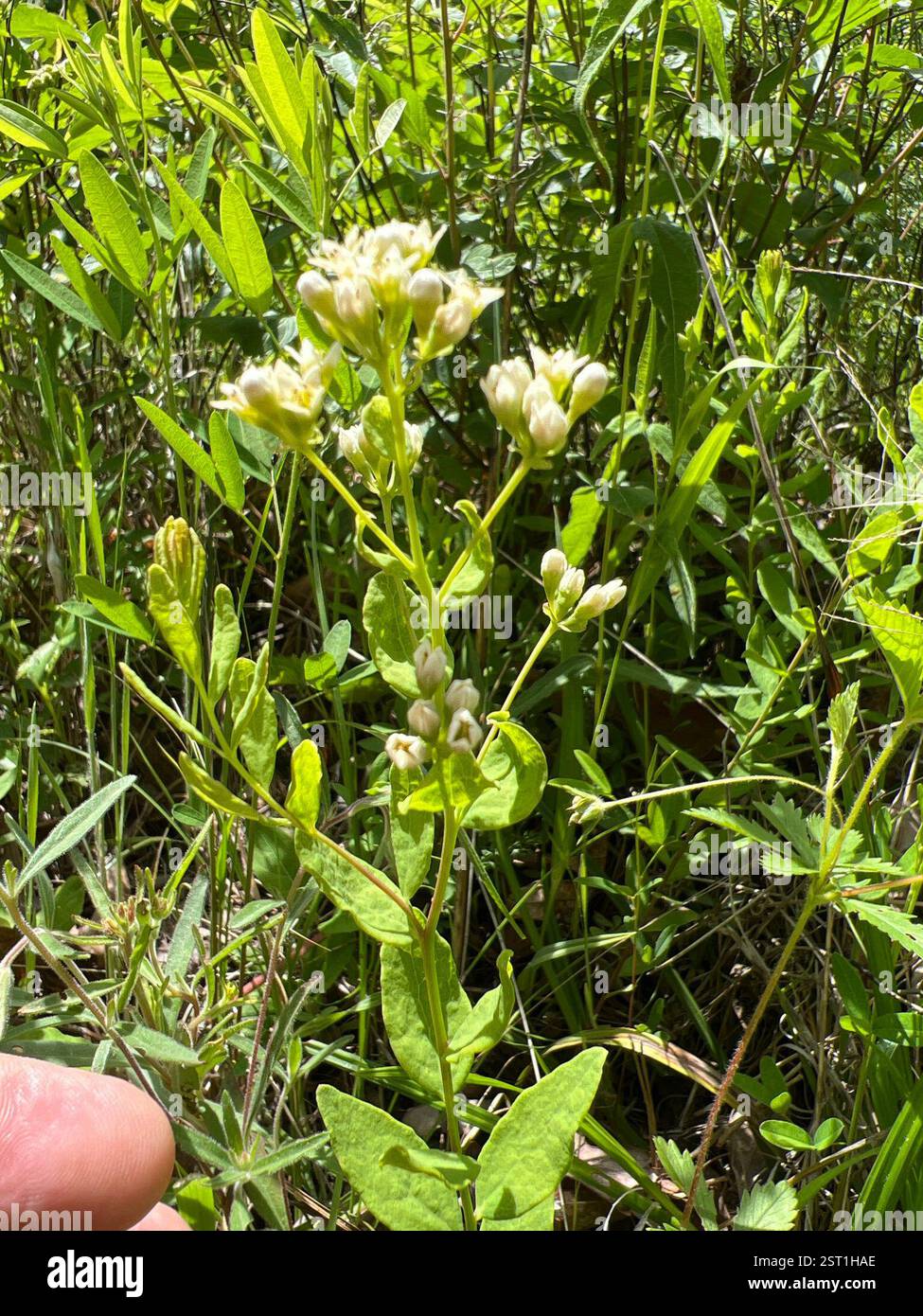 Eastern Comandra (Comandra umbellata umbellata), Plantae, Willis River ...