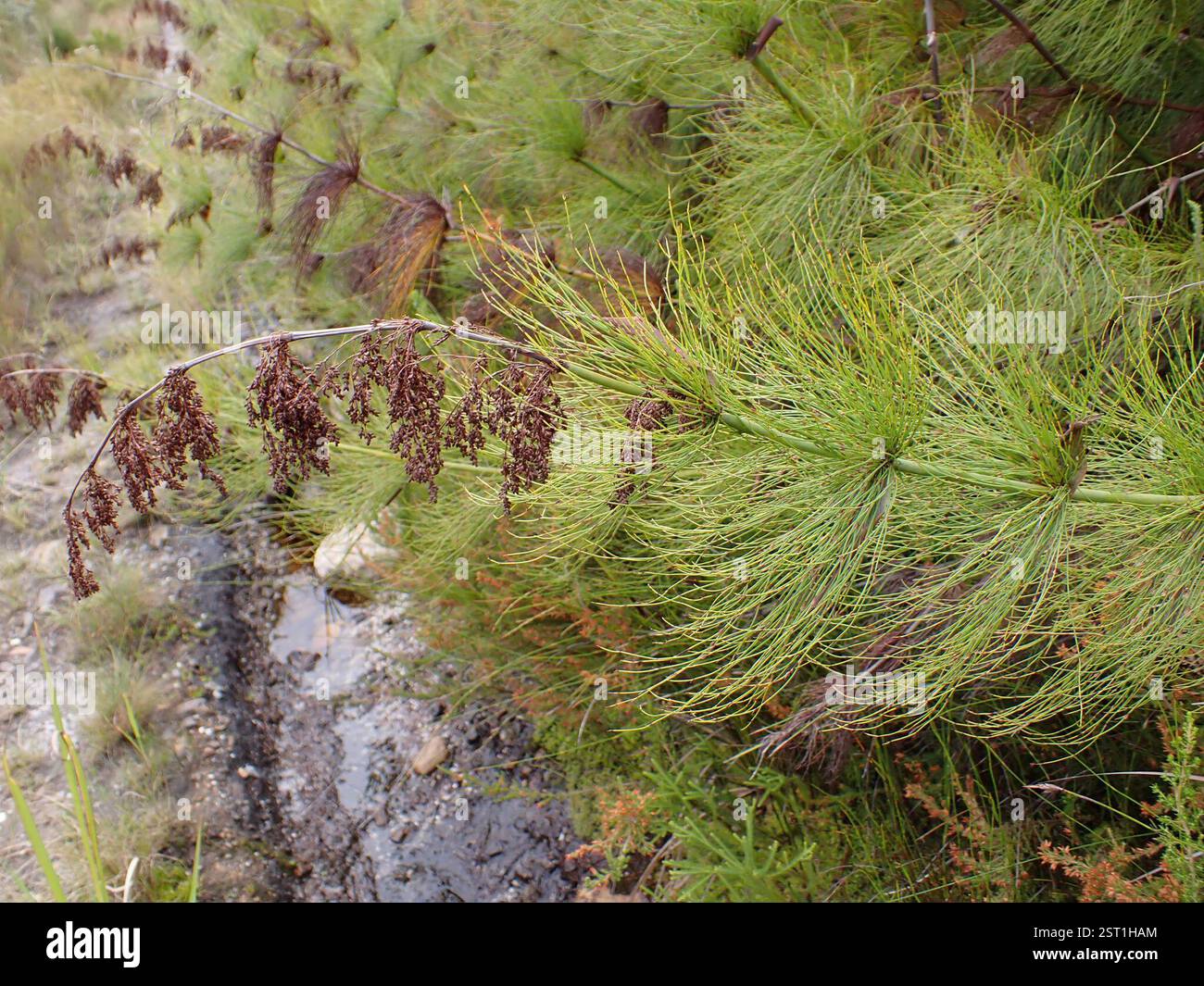 Broom reed (Elegia capensis), Plantae, Grootvadersbosch Garden Route ...