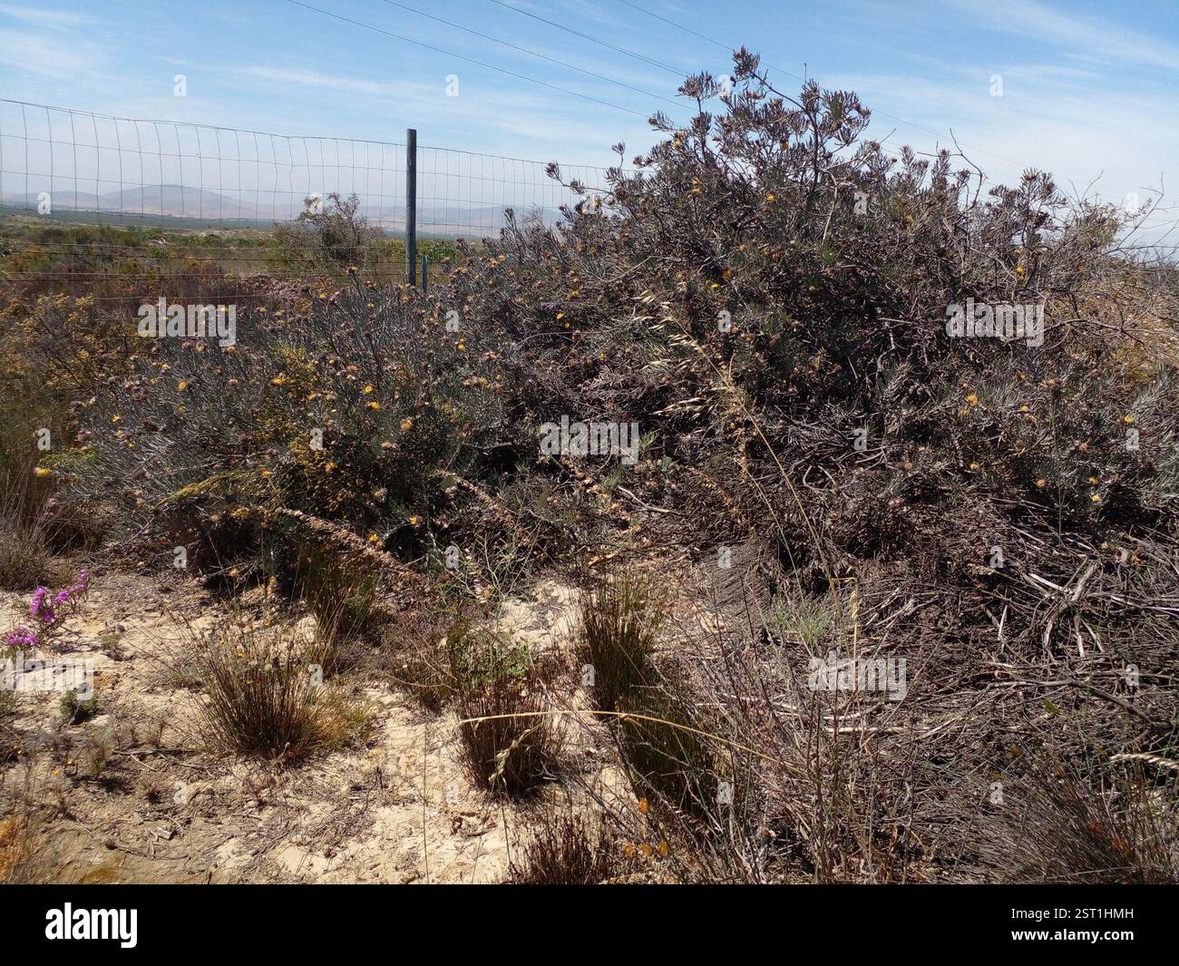 Sandveld Snakestem Pincushion (Leucospermum hypophyllocarpodendron ...