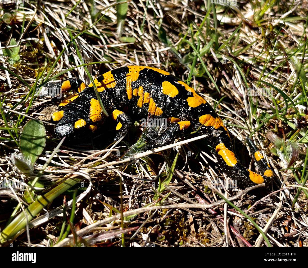 Fire Salamander (Salamandra salamandra), Amphibia, Magóry, Piwniczna ...