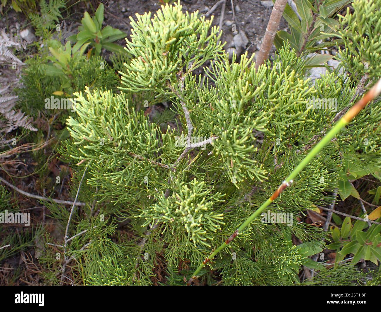 mountain cypress (Widdringtonia nodiflora), Plantae, Grootvadersbosch ...