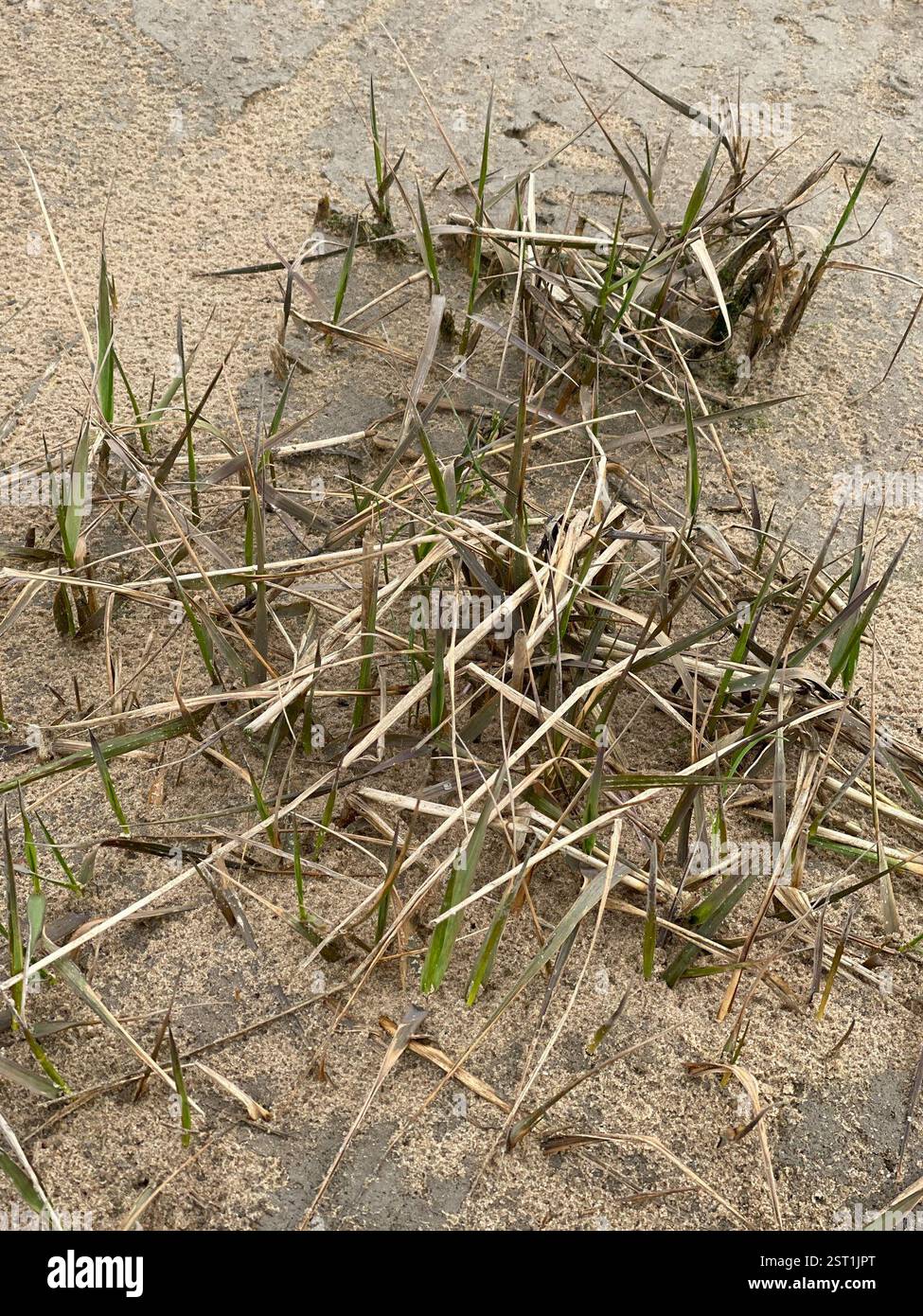 common cordgrass (Sporobolus anglicus), Plantae, Riverside, Liverpool ...