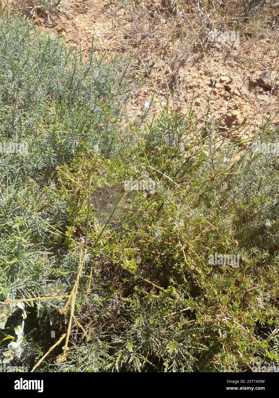 dicots (Magnoliopsida), Plantae, Blaauwberg Conservation Area, Cape ...