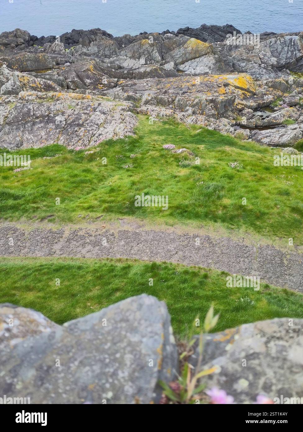 Sea Thrift (Armeria maritima), Plantae, 68G2+XWR, Peel IM5, Isle of Man ...