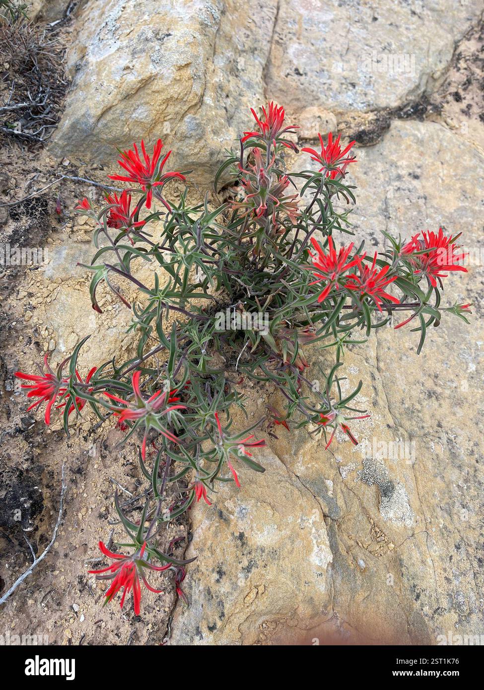 Zion Indian paintbrush (Castilleja scabrida scabrida), Plantae, San ...