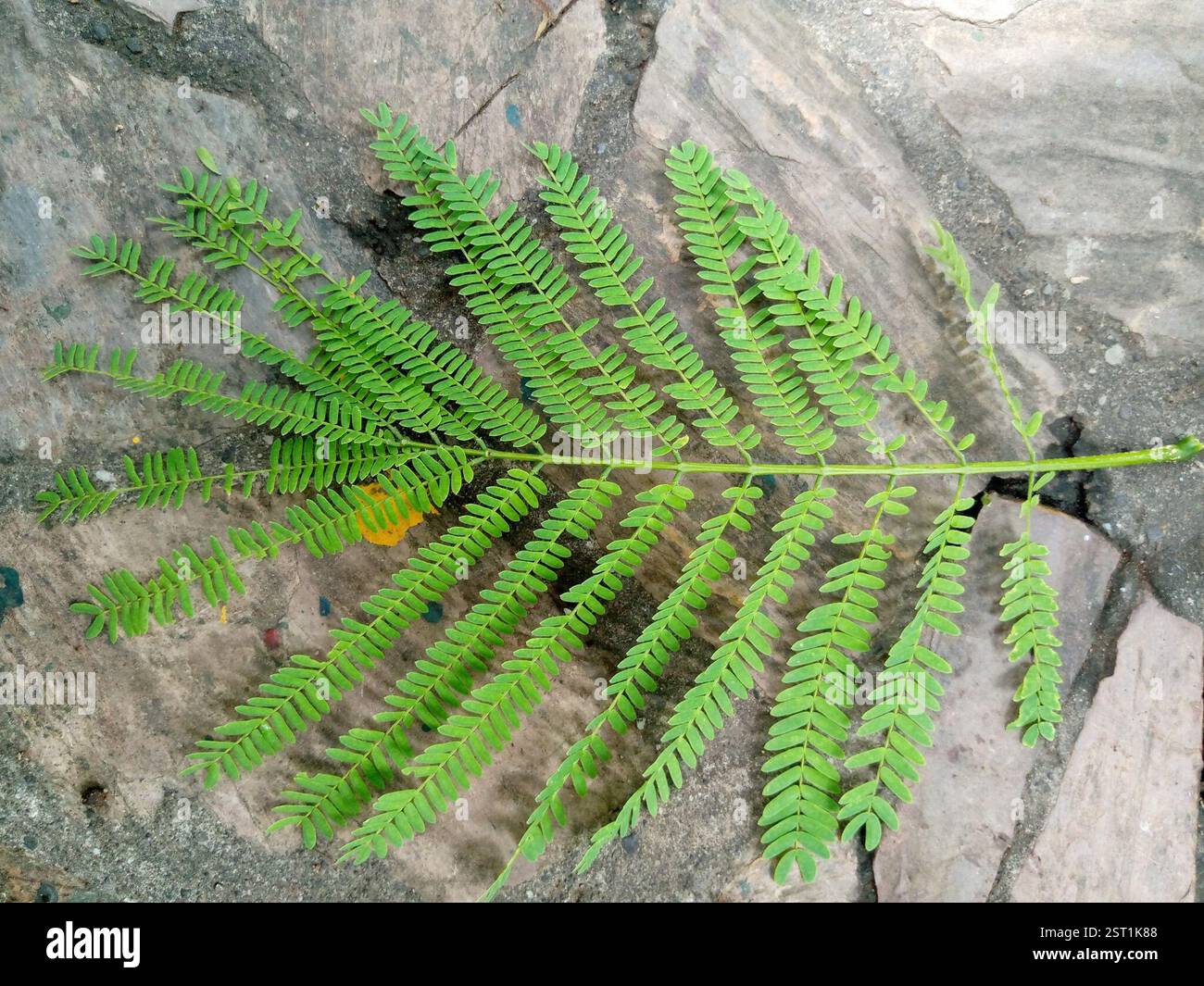 elephant ear tree (Enterolobium cyclocarpum), Plantae, Guanare ...