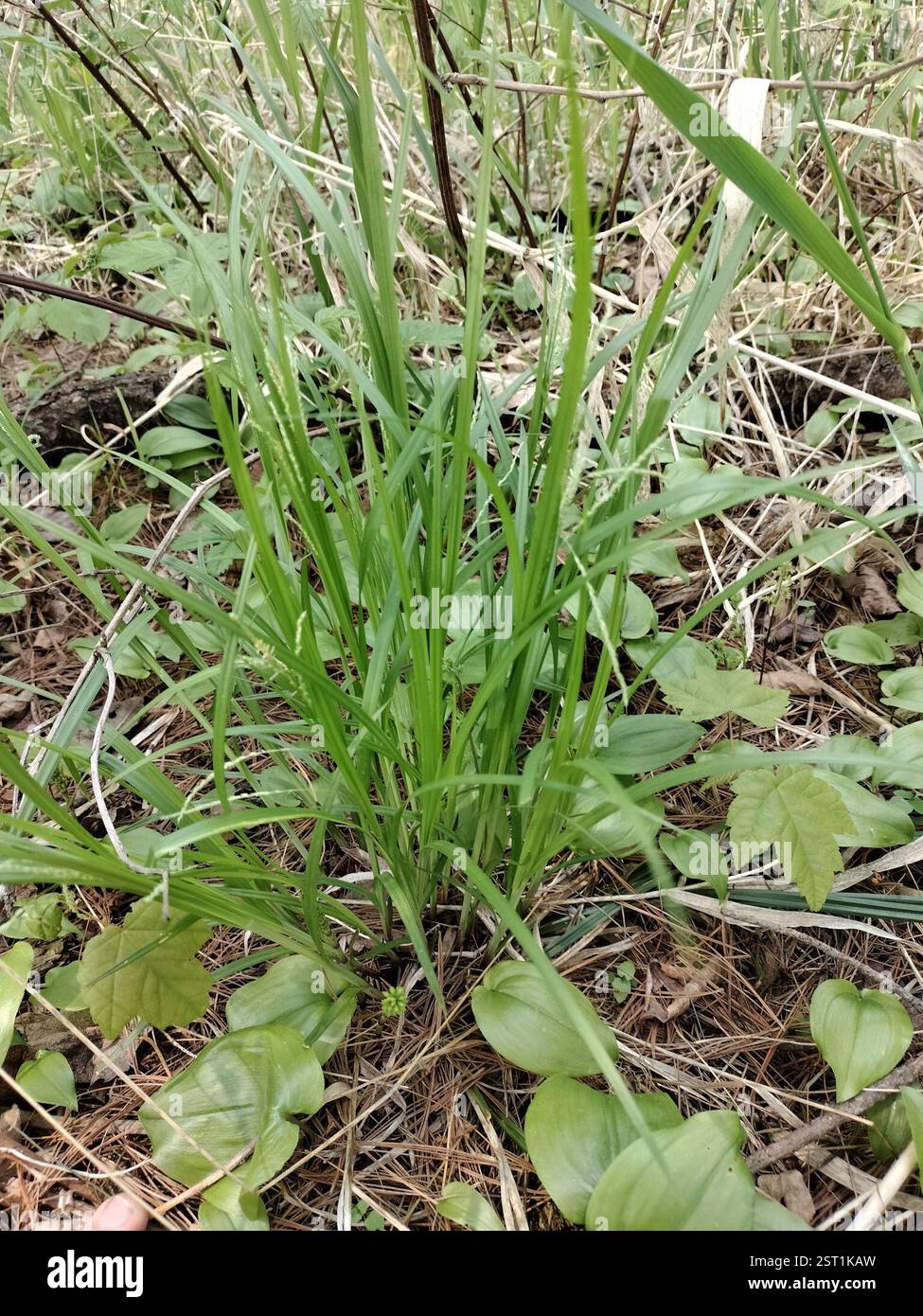 graceful sedge (Carex gracillima), Plantae, Wisconsin, US Stock Photo ...