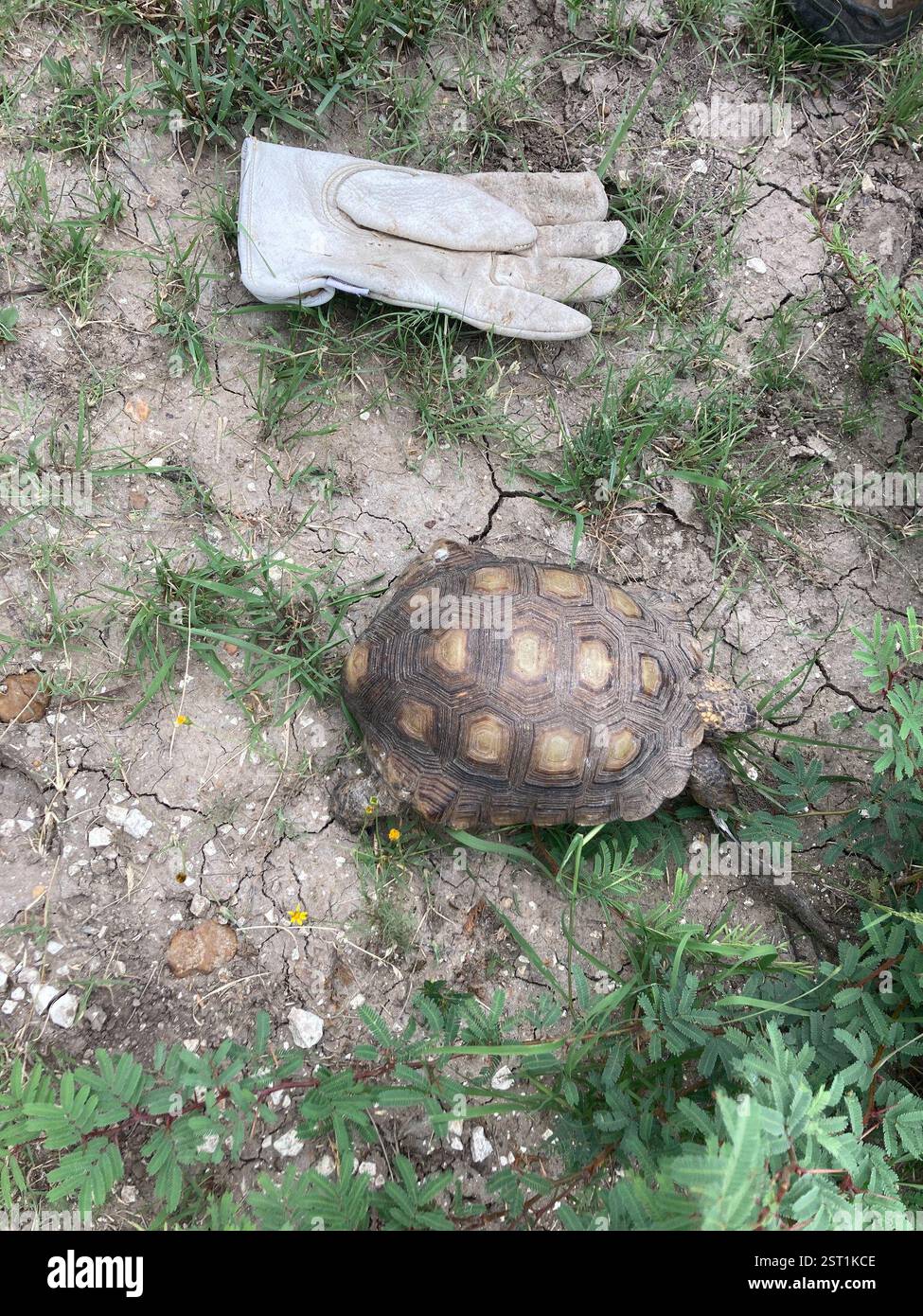 Texas Tortoise (Gopherus berlandieri), Reptilia, Texas, US Stock Photo ...