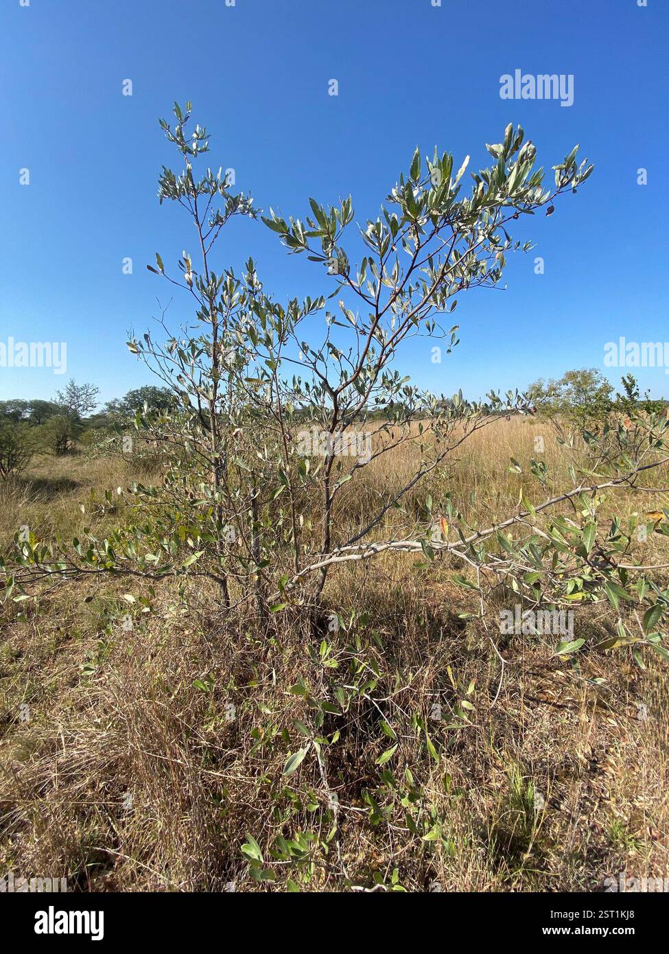 silver terminalia (Terminalia sericea), Plantae, Nylsvley Nature ...