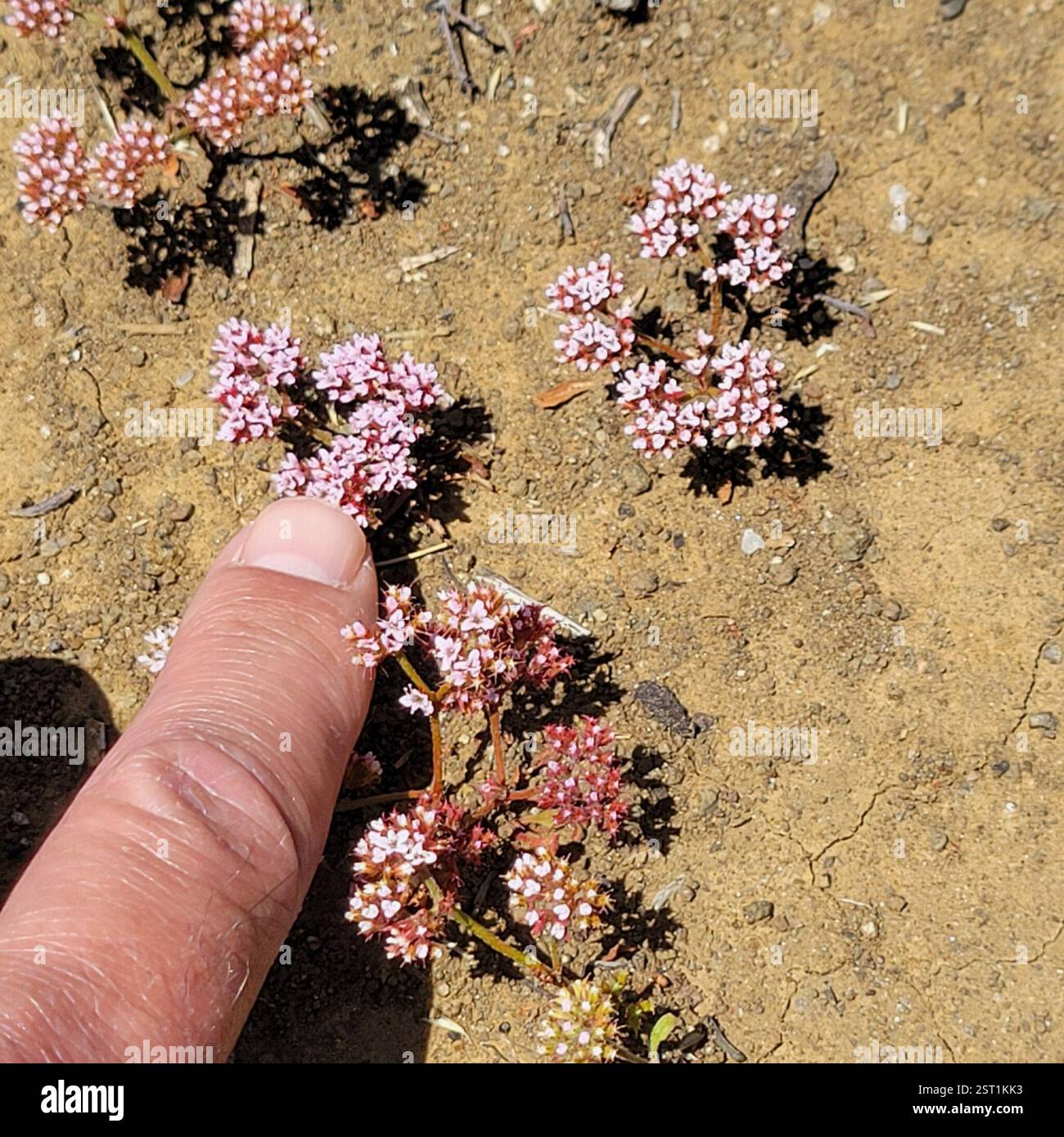 Turkish rugging (Chorizanthe staticoides), Plantae, Woodland Hills, CA ...