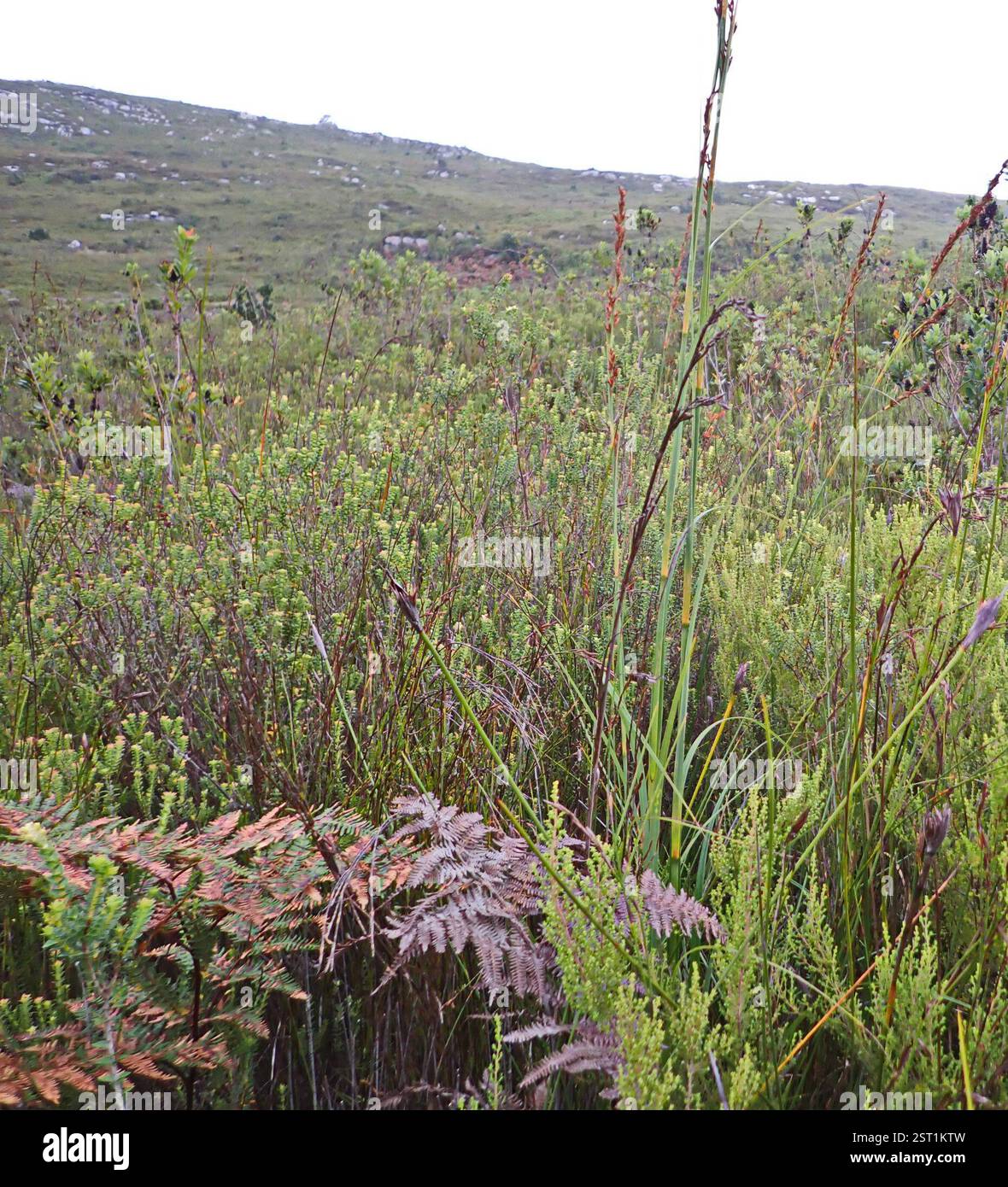 Honey Tetrar (Tetraria involucrata), Plantae, Grootvadersbosch Garden ...